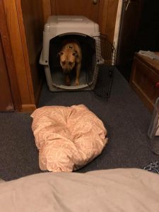 15 Hilarious Pictures Of Dogs In The Disapproving Dog Challenge ...