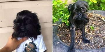 15 Hilarious Pictures Of Dogs In The Disapproving Dog Challenge ...