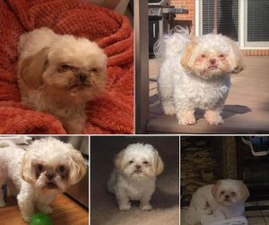 15 Hilarious Pictures Of Dogs In The Disapproving Dog Challenge ...