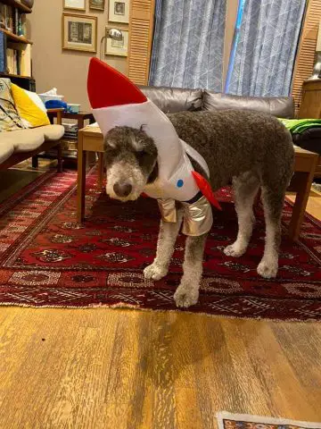 15 Hilarious Pictures Of Dogs In The Disapproving Dog Challenge ...