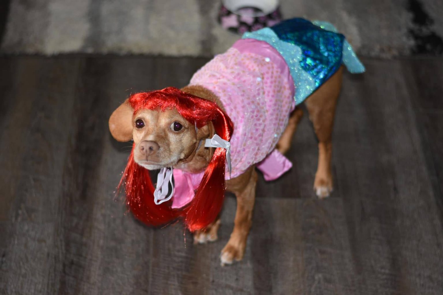 15 Hilarious Pictures Of Dogs In The Disapproving Dog Challenge ...