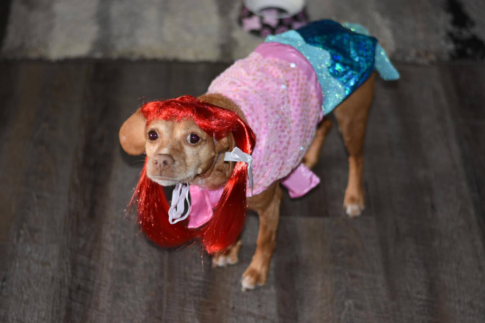 15 Hilarious Pictures Of Dogs In The Disapproving Dog Challenge ...