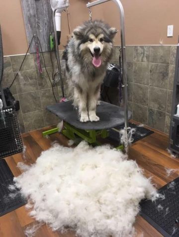 Top 15 Dog Breeds That Shed The Most - ilovedogscute.com