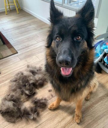Top 15 Dog Breeds That Shed The Most - ilovedogscute.com