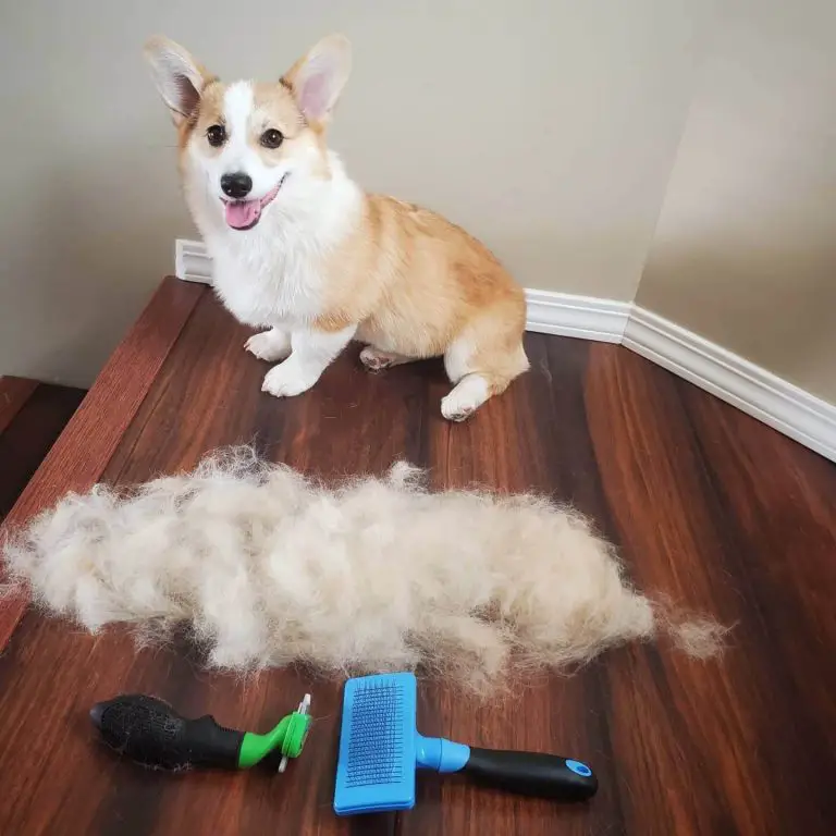Top 15 Dog Breeds That Shed The Most - ilovedogscute.com
