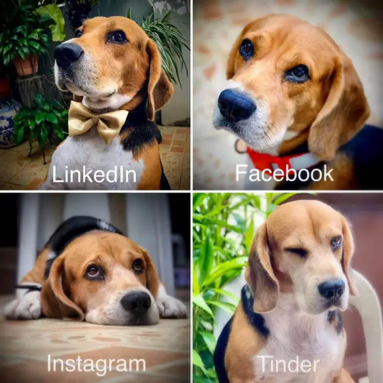 15 Hilarious Pictures Of Dogs In The Dolly Parton Challenge ...