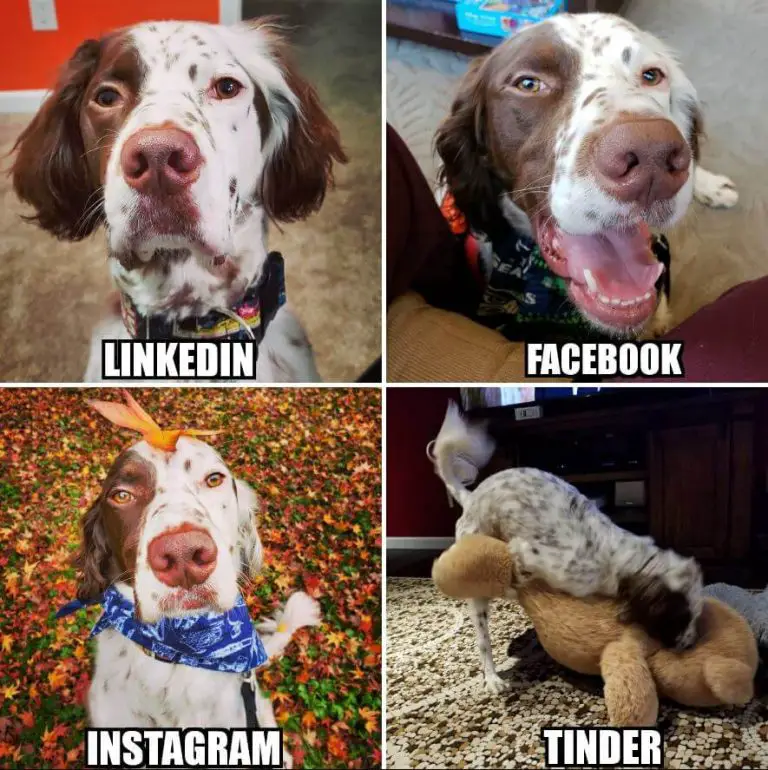 15 Hilarious Pictures Of Dogs In The Dolly Parton Challenge ...