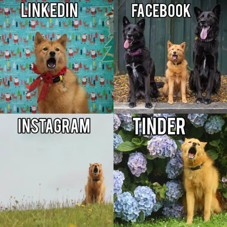 15 Hilarious Pictures Of Dogs In The Dolly Parton Challenge ...