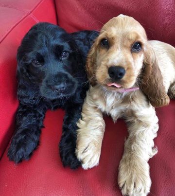 15 Adorable Photos Of English Cocker Spaniel Puppies With Pure Beauty ...