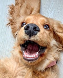 15 Adorable Photos Of English Cocker Spaniel Puppies With Pure Beauty ...