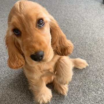 15 Adorable Photos Of English Cocker Spaniel Puppies With Pure Beauty ...