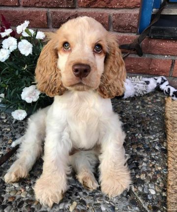 15 Adorable Photos Of English Cocker Spaniel Puppies With Pure Beauty ...