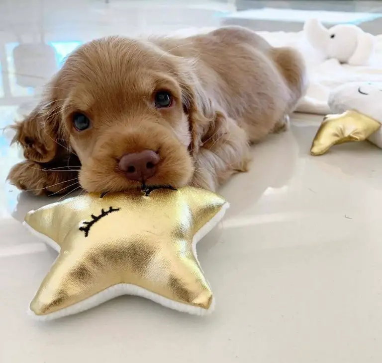 15 Adorable Photos Of English Cocker Spaniel Puppies With Pure Beauty