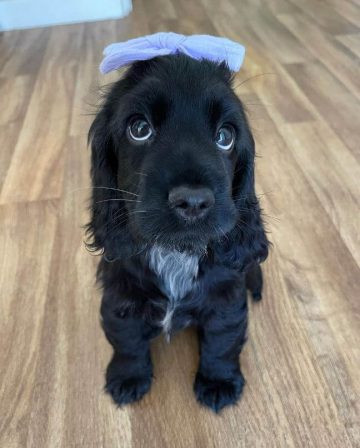 15 Adorable Photos Of English Cocker Spaniel Puppies With Pure Beauty ...