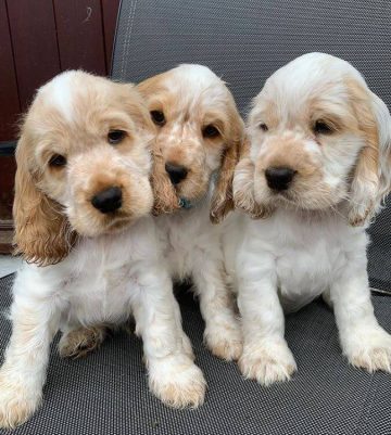 15 Adorable Photos Of English Cocker Spaniel Puppies With Pure Beauty ...
