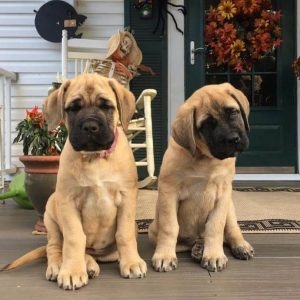 15 Adorable Photos Of English Mastiff Puppies With Pure Beauty ...