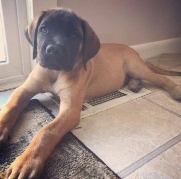 15 Adorable Photos Of English Mastiff Puppies With Pure Beauty ...