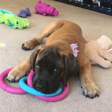 15 Adorable Photos Of English Mastiff Puppies With Pure Beauty ...