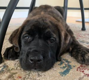 15 Adorable Photos Of English Mastiff Puppies With Pure Beauty ...