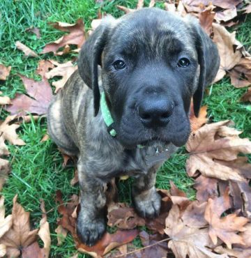 15 Adorable Photos Of English Mastiff Puppies With Pure Beauty ...