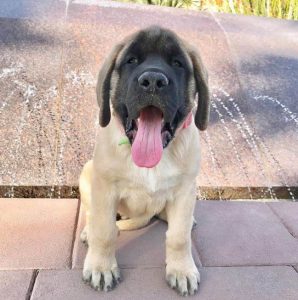 15 Adorable Photos Of English Mastiff Puppies With Pure Beauty ...