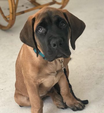 15 Adorable Photos Of English Mastiff Puppies With Pure Beauty ...