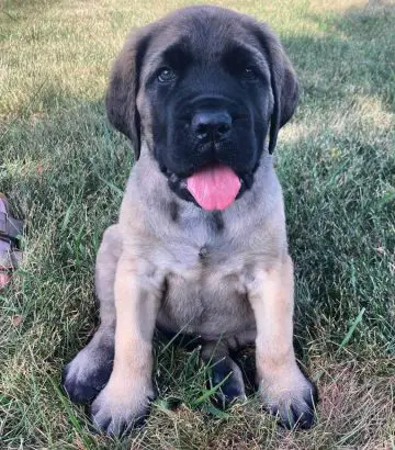 15 Adorable Photos Of English Mastiff Puppies With Pure Beauty ...