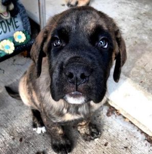 15 Adorable Photos Of English Mastiff Puppies With Pure Beauty ...