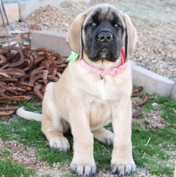 15 Adorable Photos Of English Mastiff Puppies With Pure Beauty ...