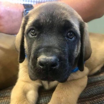 15 Adorable Photos Of English Mastiff Puppies With Pure Beauty ...