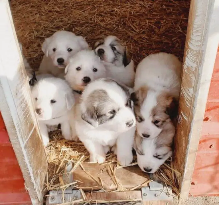 15 Photos Of Great Pyrenees Puppies That Make Everyone Fall In Love ...