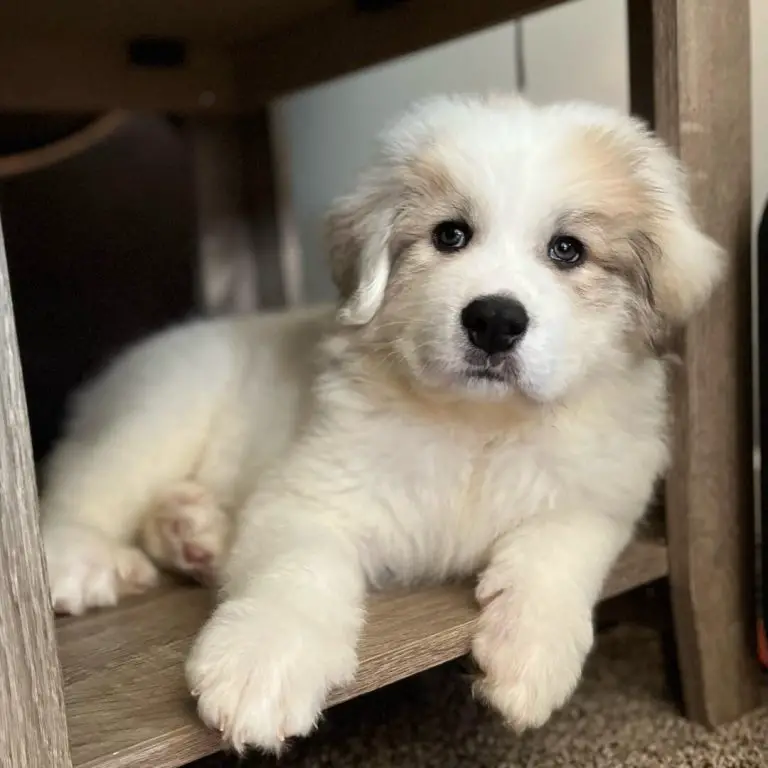 15 Photos Of Great Pyrenees Puppies That Make Everyone Fall In Love ...