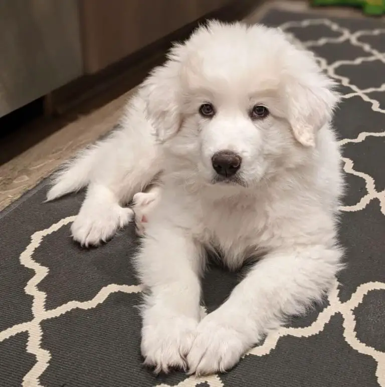 15 Photos Of Great Pyrenees Puppies That Make Everyone Fall In Love ...