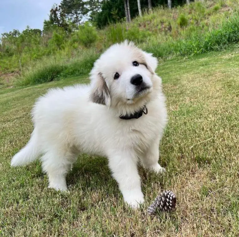 15 Photos Of Great Pyrenees Puppies That Make Everyone Fall In Love ...