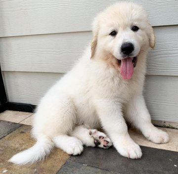 15 Photos Of Great Pyrenees Puppies That Make Everyone Fall In Love ...