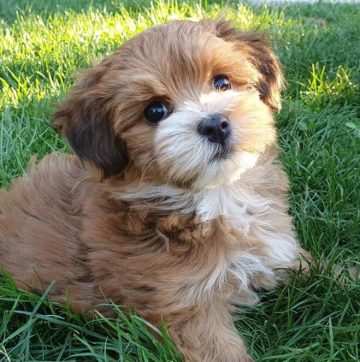 15 Adorable Photos Of Havanese Puppies With Enchanting Beauty ...