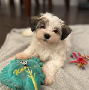 15 Adorable Photos Of Havanese Puppies With Enchanting Beauty ...