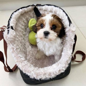 15 Adorable Photos Of Havanese Puppies With Enchanting Beauty ...