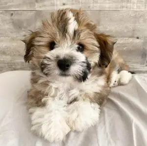 15 Adorable Photos Of Havanese Puppies With Enchanting Beauty ...
