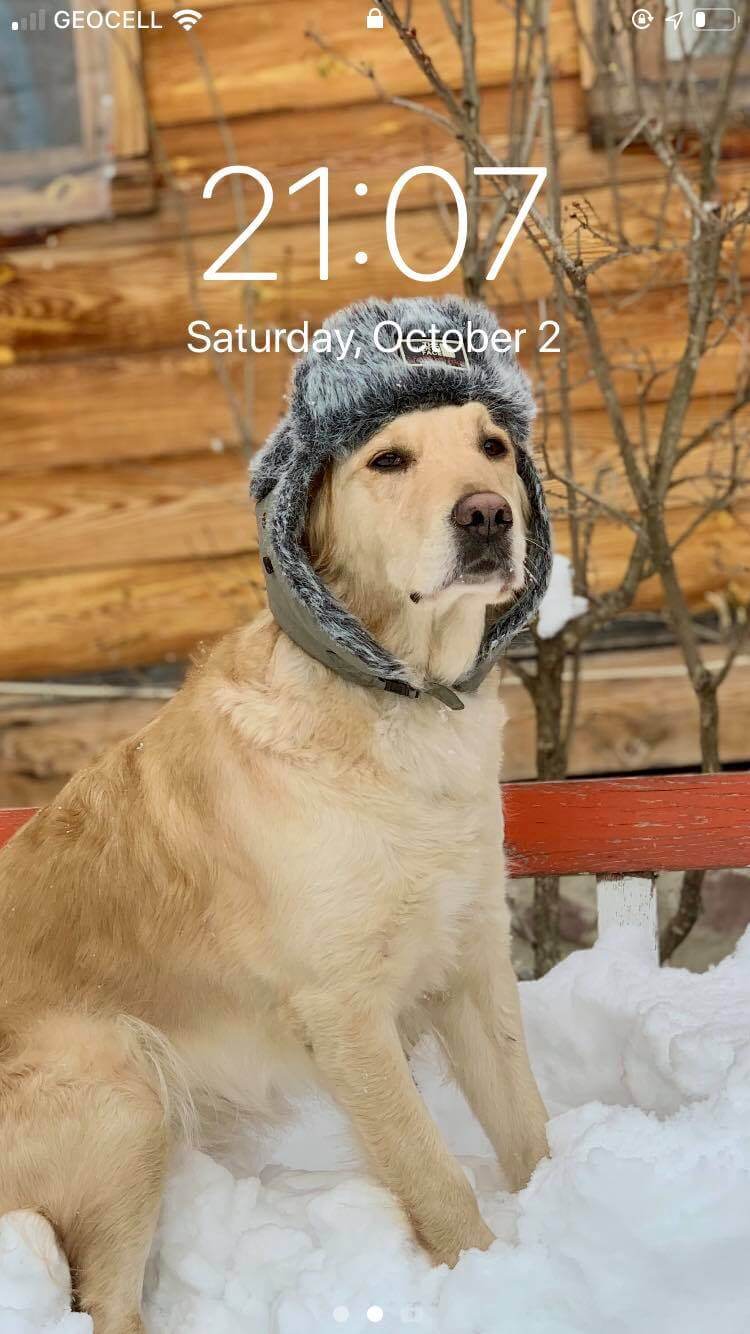 15 Pictures Of Adorable Golden Retrievers In The Lock Screen Challenge ...