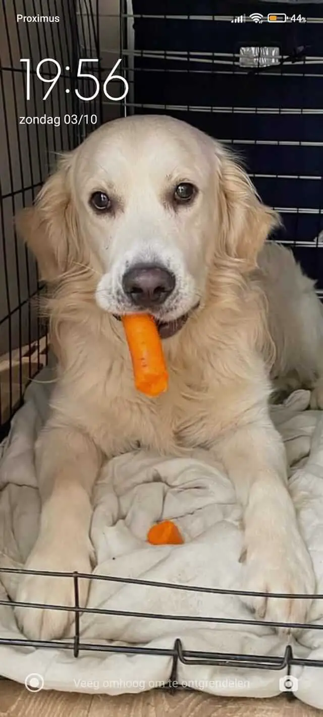 15 Pictures Of Adorable Golden Retrievers In The Lock Screen Challenge ...