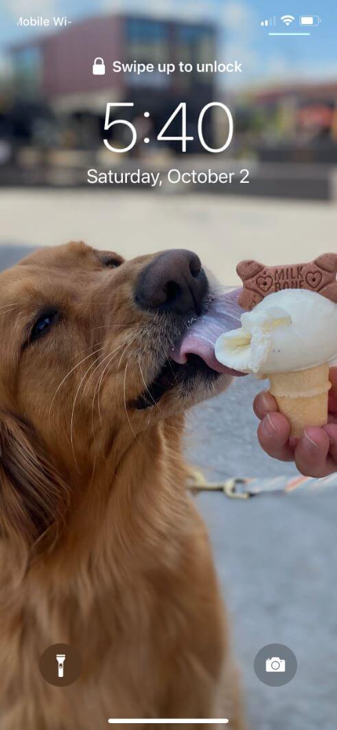 15 Pictures Of Adorable Golden Retrievers In The Lock Screen Challenge ...
