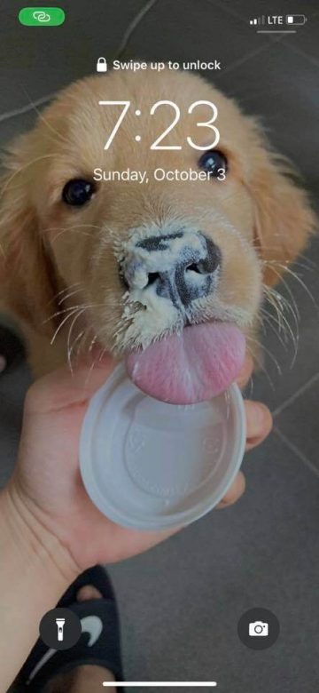 15 Pictures Of Adorable Golden Retrievers In The Lock Screen Challenge ...