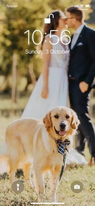 15 Pictures Of Adorable Golden Retrievers In The Lock Screen Challenge ...
