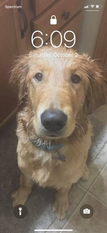 15 Pictures Of Adorable Golden Retrievers In The Lock Screen Challenge ...
