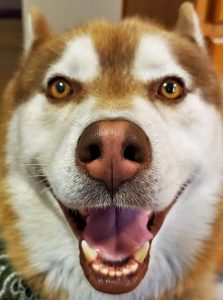 15 Adorable Photos Of Beautiful Huskies In The Model Challenge ...