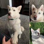15 Adorable Photos Of Beautiful Huskies In The Model Challenge ...