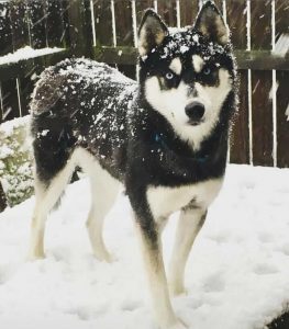 15 Adorable Photos Of Beautiful Huskies In The Model Challenge ...