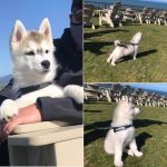 15 Adorable Photos Of Beautiful Huskies In The Model Challenge ...