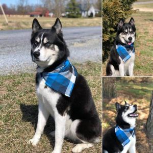 15 Adorable Photos Of Beautiful Huskies In The Model Challenge ...